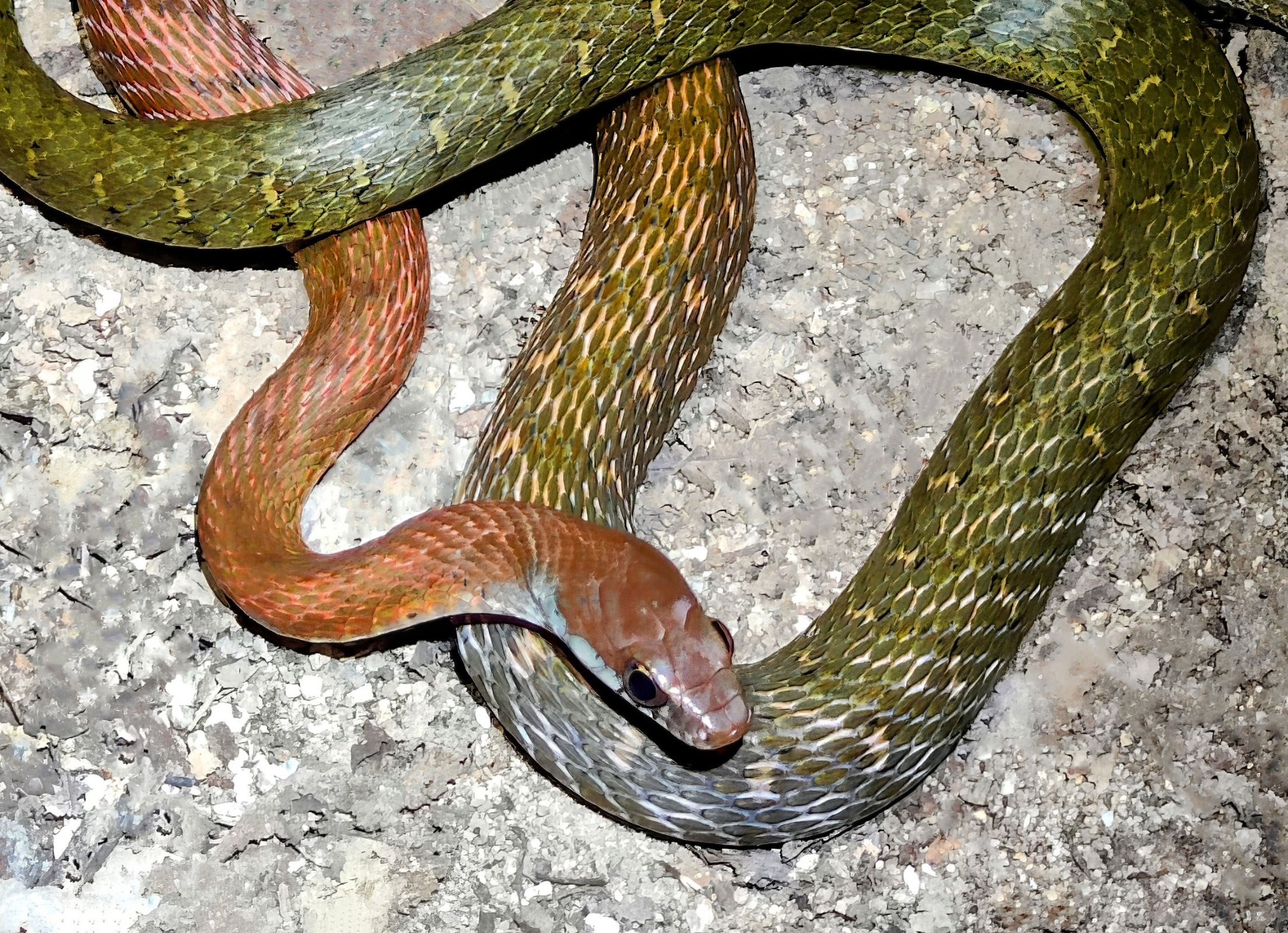 Snakes in Thailand :: FirstClaesSnakes